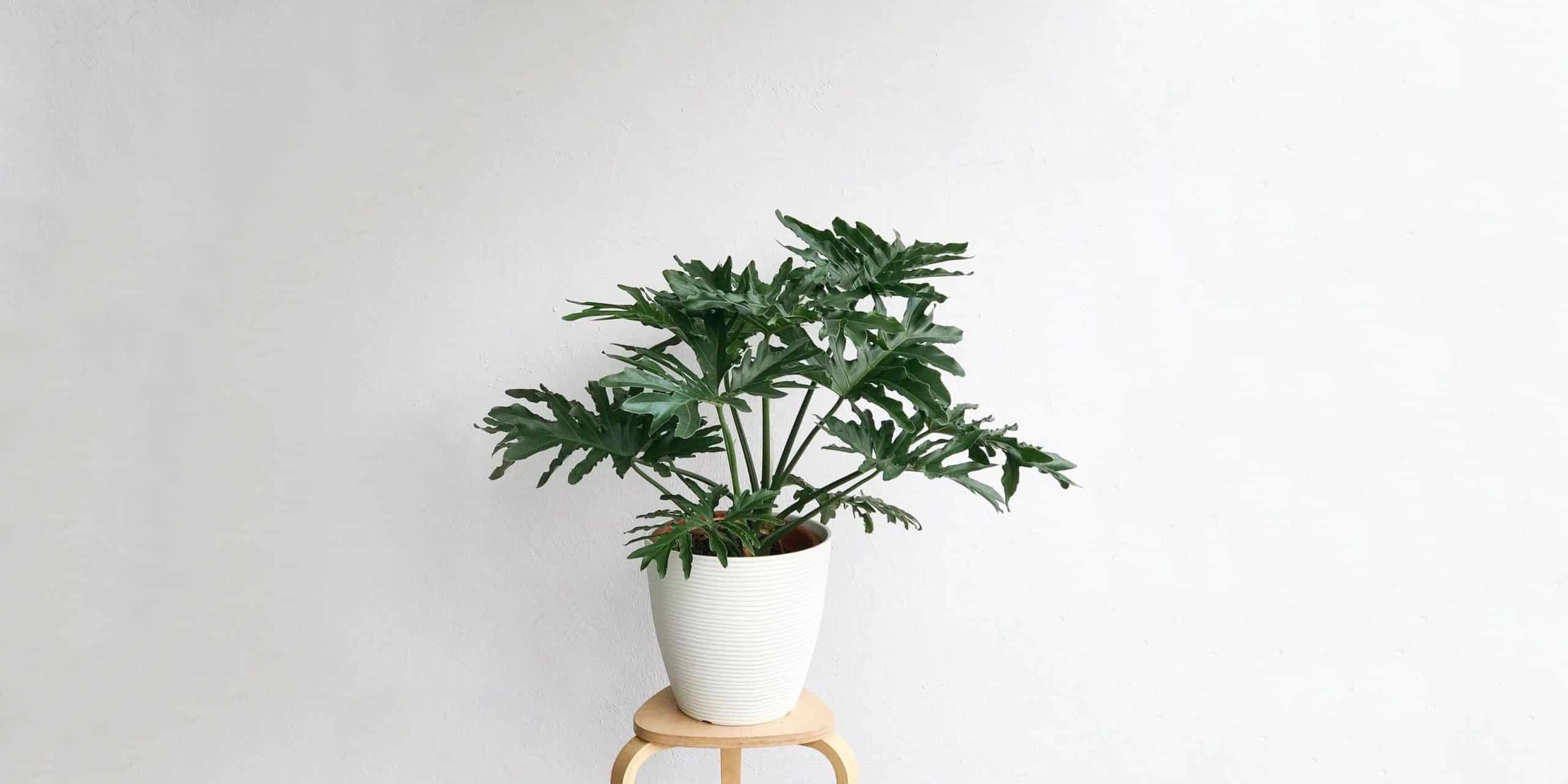 Thaumatophyllum Xanadu Care and Growing Guide | Plantcarefully