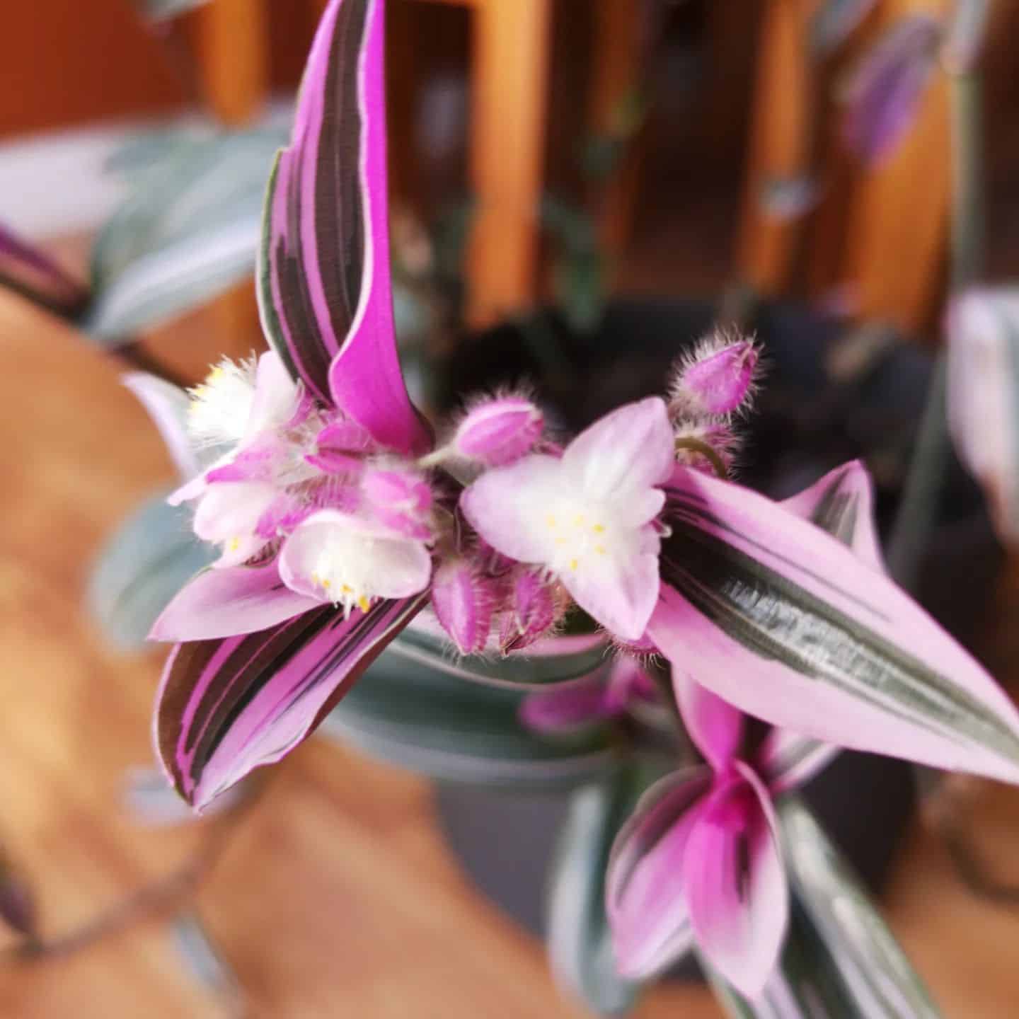Tradescantia Nanouk: Care and Growing Tips | Plantcarefully