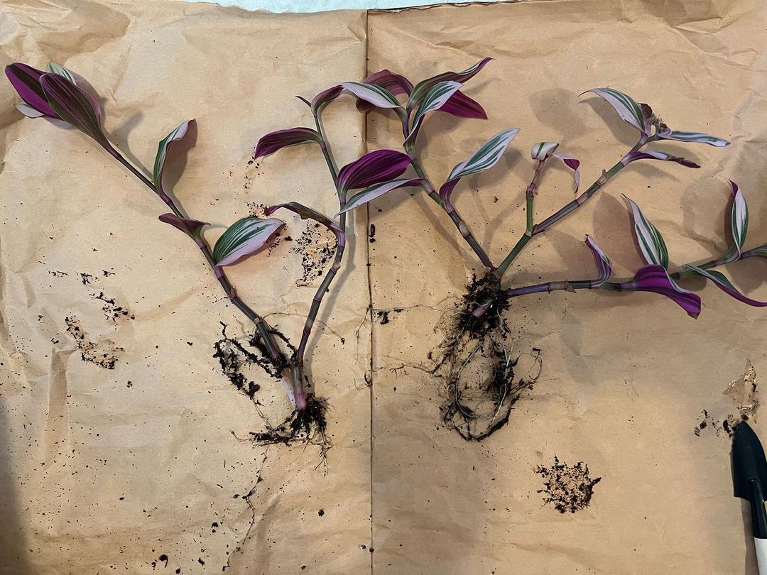 Tradescantia Nanouk: Care and Growing Tips | Plantcarefully