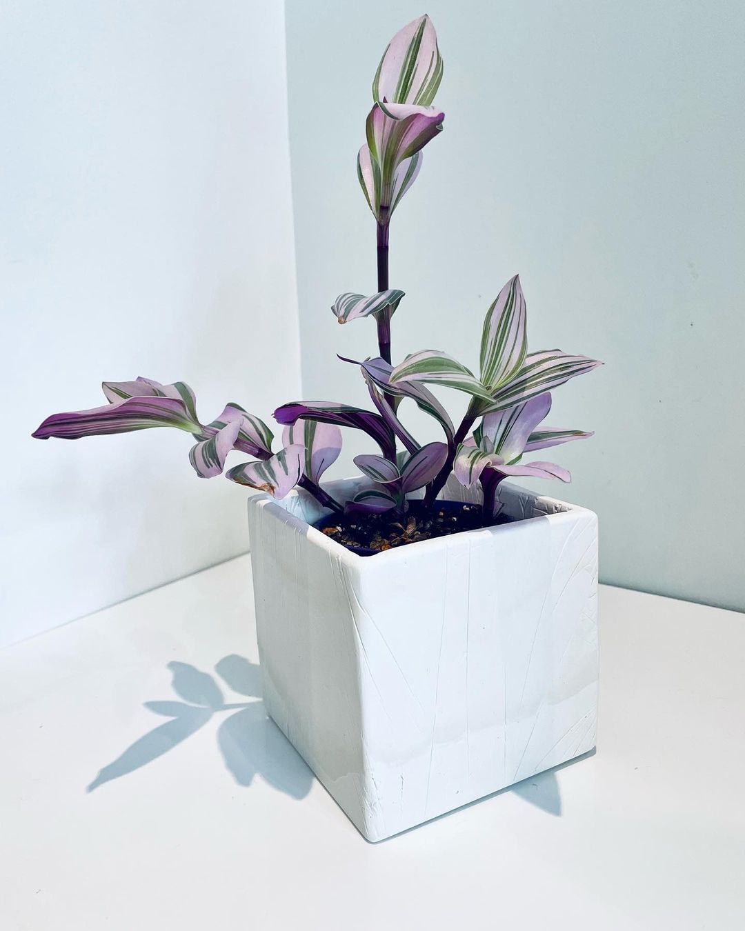 Tradescantia Nanouk: Care and Growing Tips | Plantcarefully