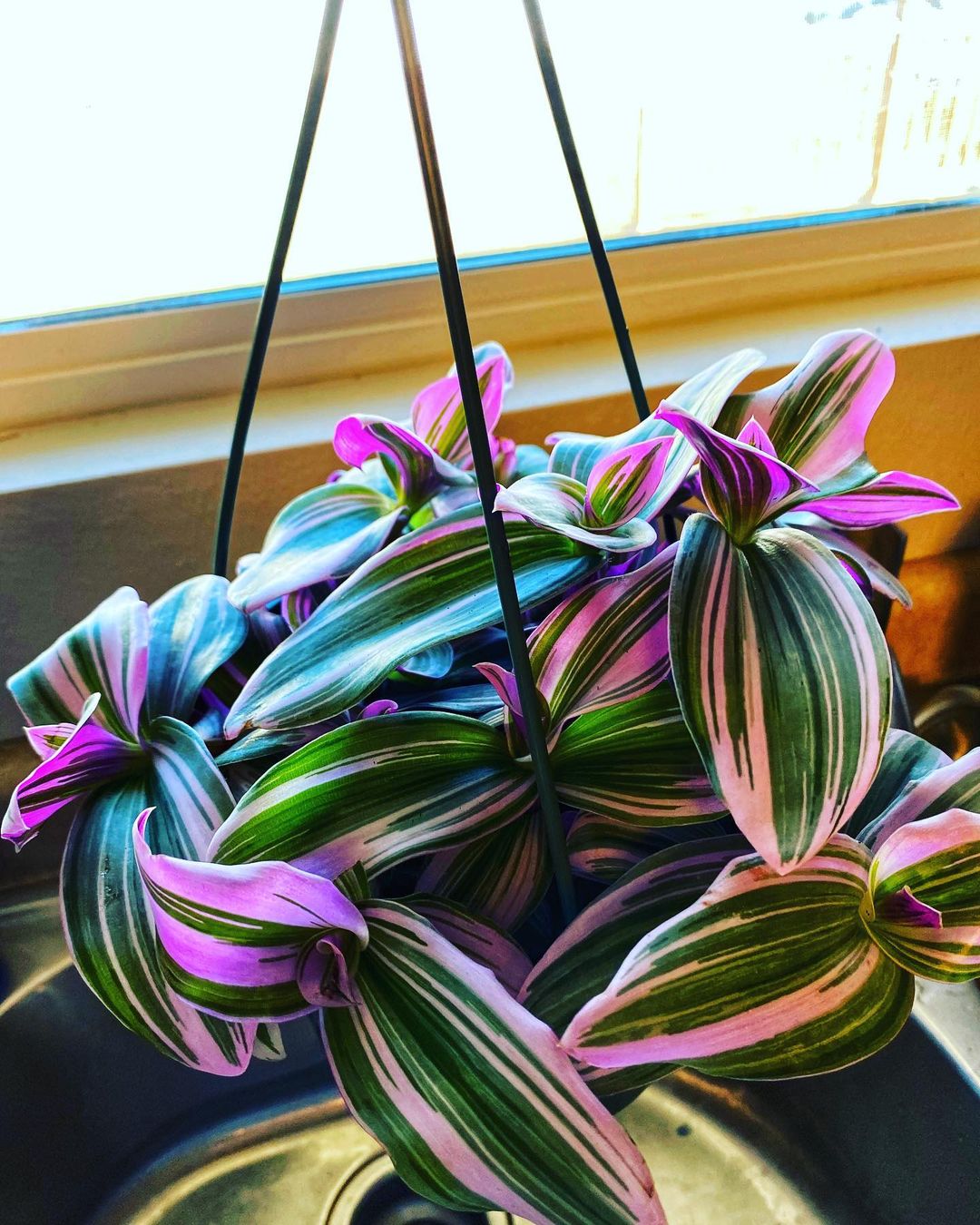Tradescantia Nanouk: Care and Growing Tips | Plantcarefully