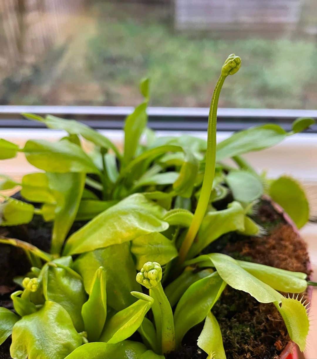 Venus Flytrap Care and Growing Guide | Plantcarefully