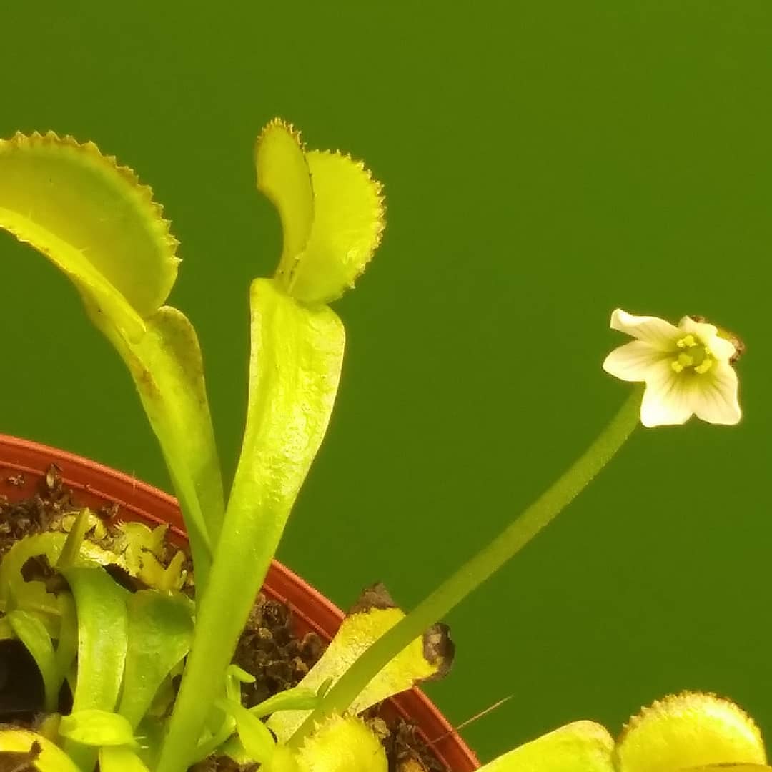Venus Flytrap Care and Growing Guide | Plantcarefully