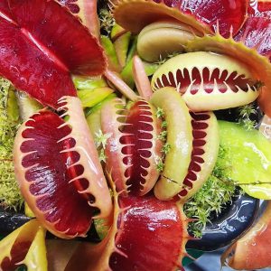 Venus Flytrap Care and Growing Guide | Plantcarefully