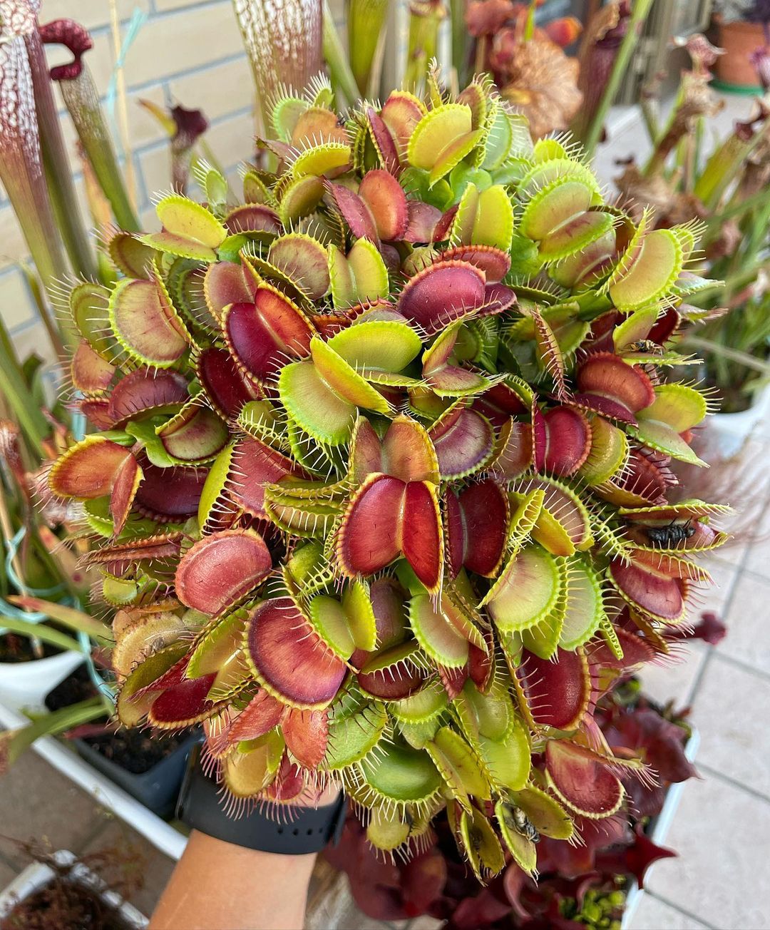 Venus Flytrap Care and Growing Guide | Plantcarefully