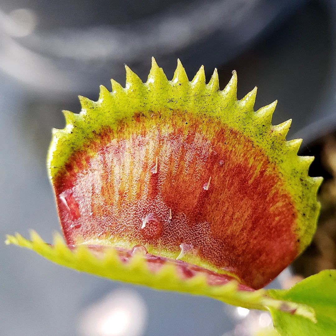 Venus Flytrap Care and Growing Guide | Plantcarefully