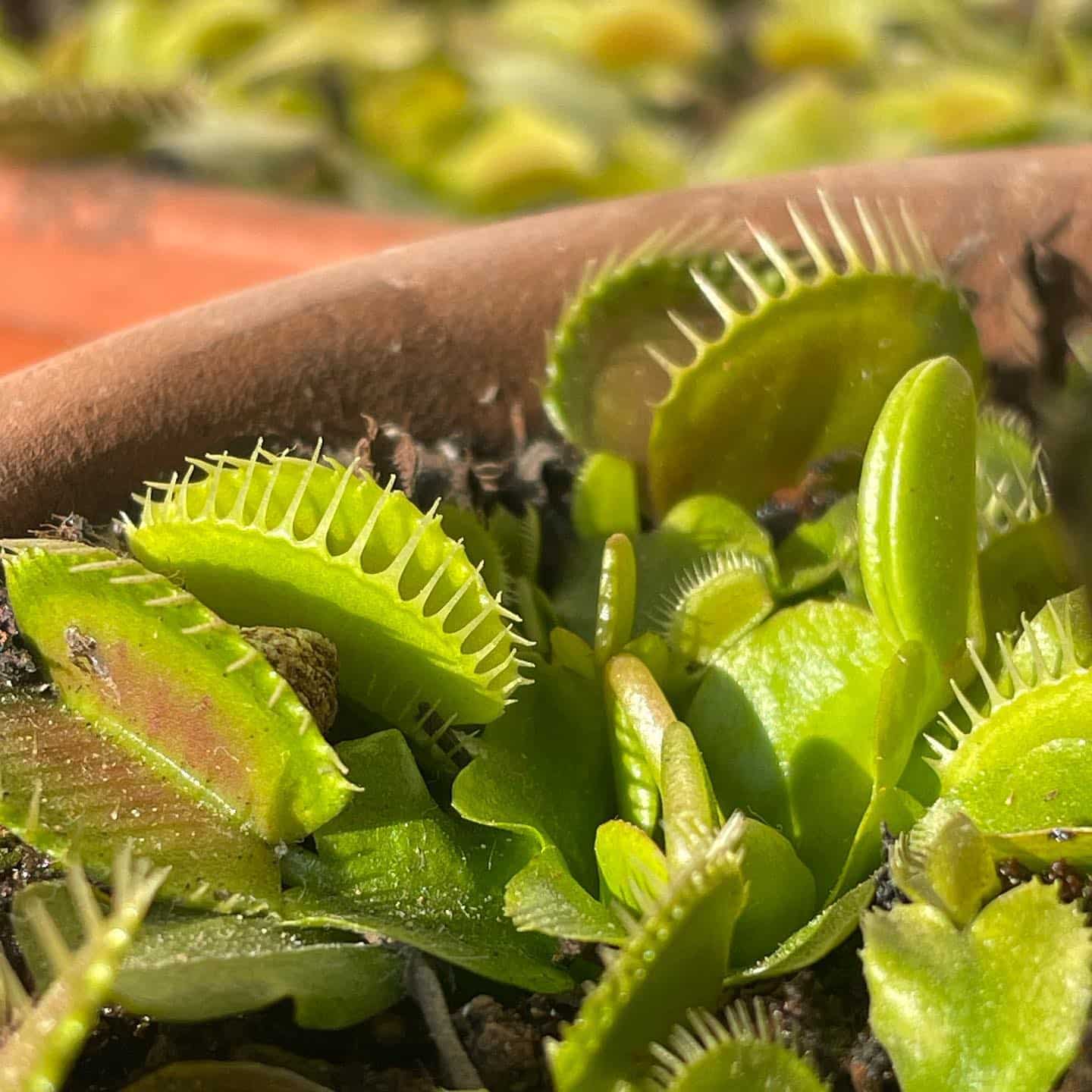 Venus Flytrap Care and Growing Guide | Plantcarefully
