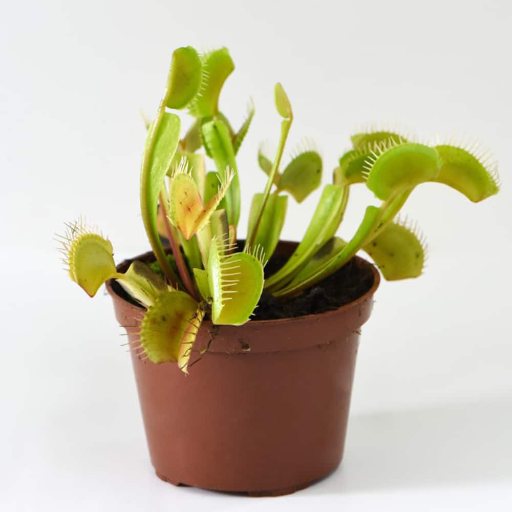 Venus Flytrap Care and Growing Guide | Plantcarefully