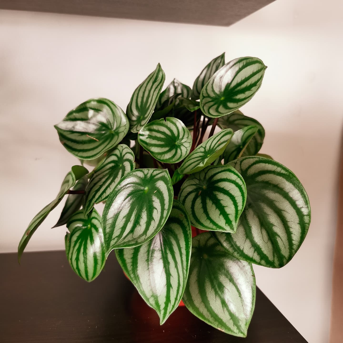 Peperomia Plants: How to Care and Find Your Perfect Plant | Plantcarefully