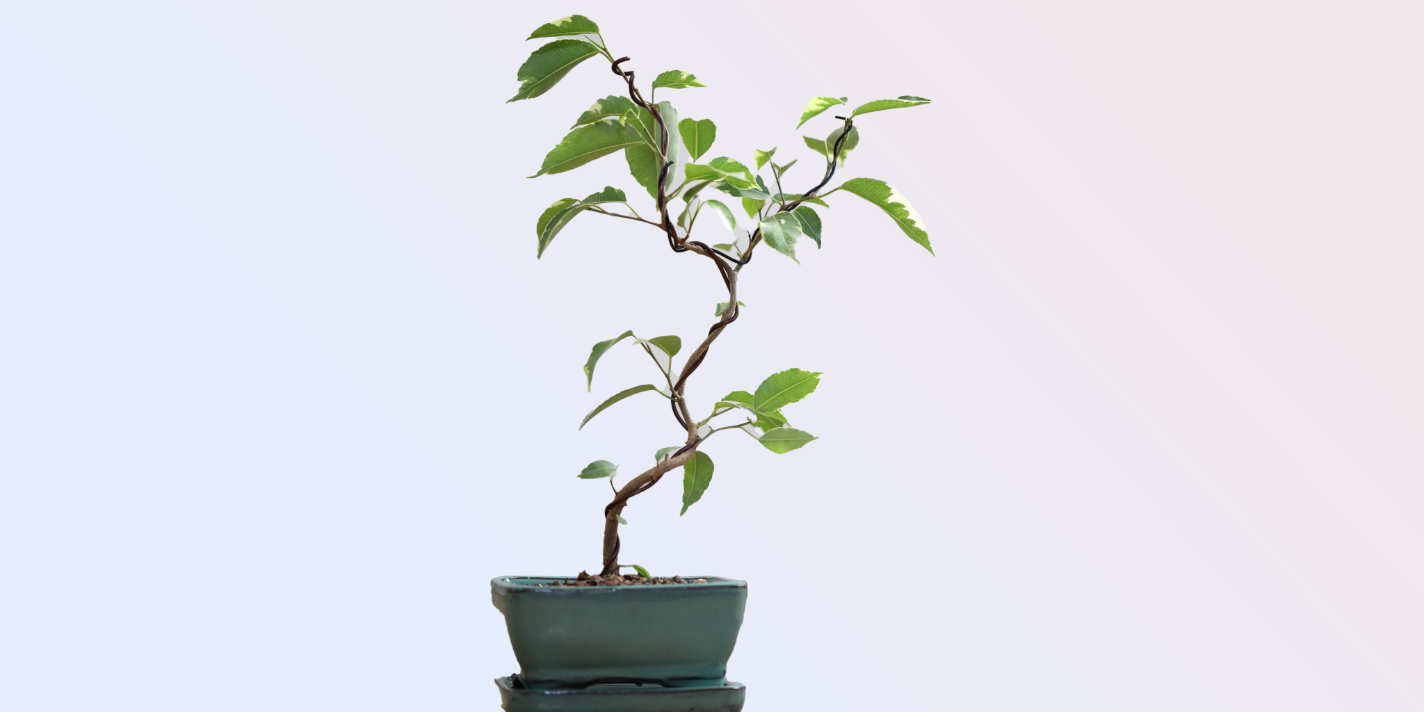 Weeping Fig (Ficus Benjamina): Plant Care & How to Grow | Plantcarefully