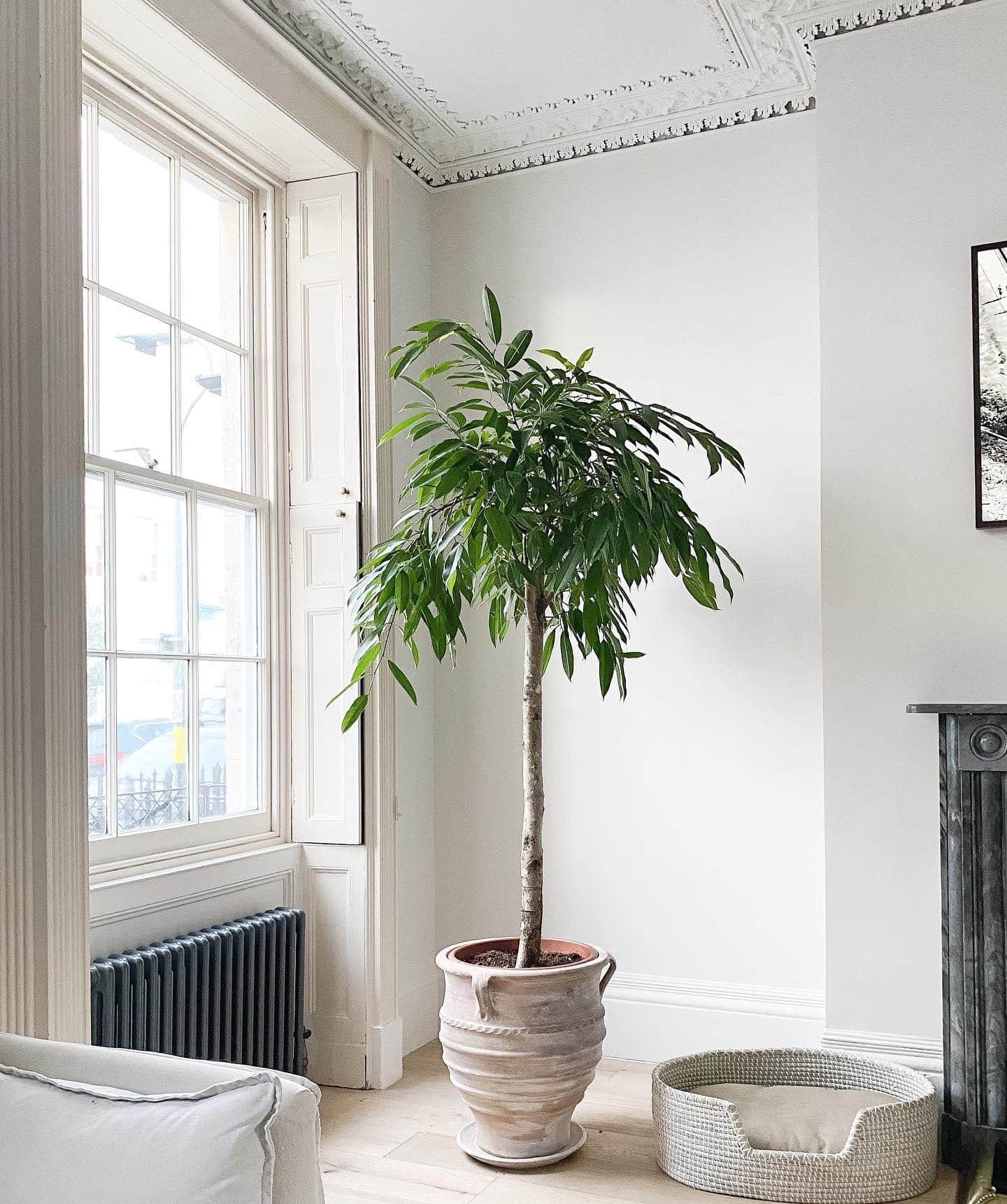 Weeping Fig (Ficus Benjamina): Plant Care & How to Grow | Plantcarefully