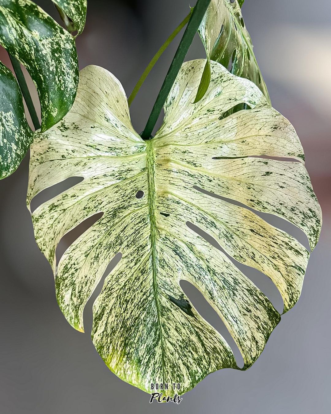 Monstera Deliciosa: Care and Growing Guide | Plantcarefully