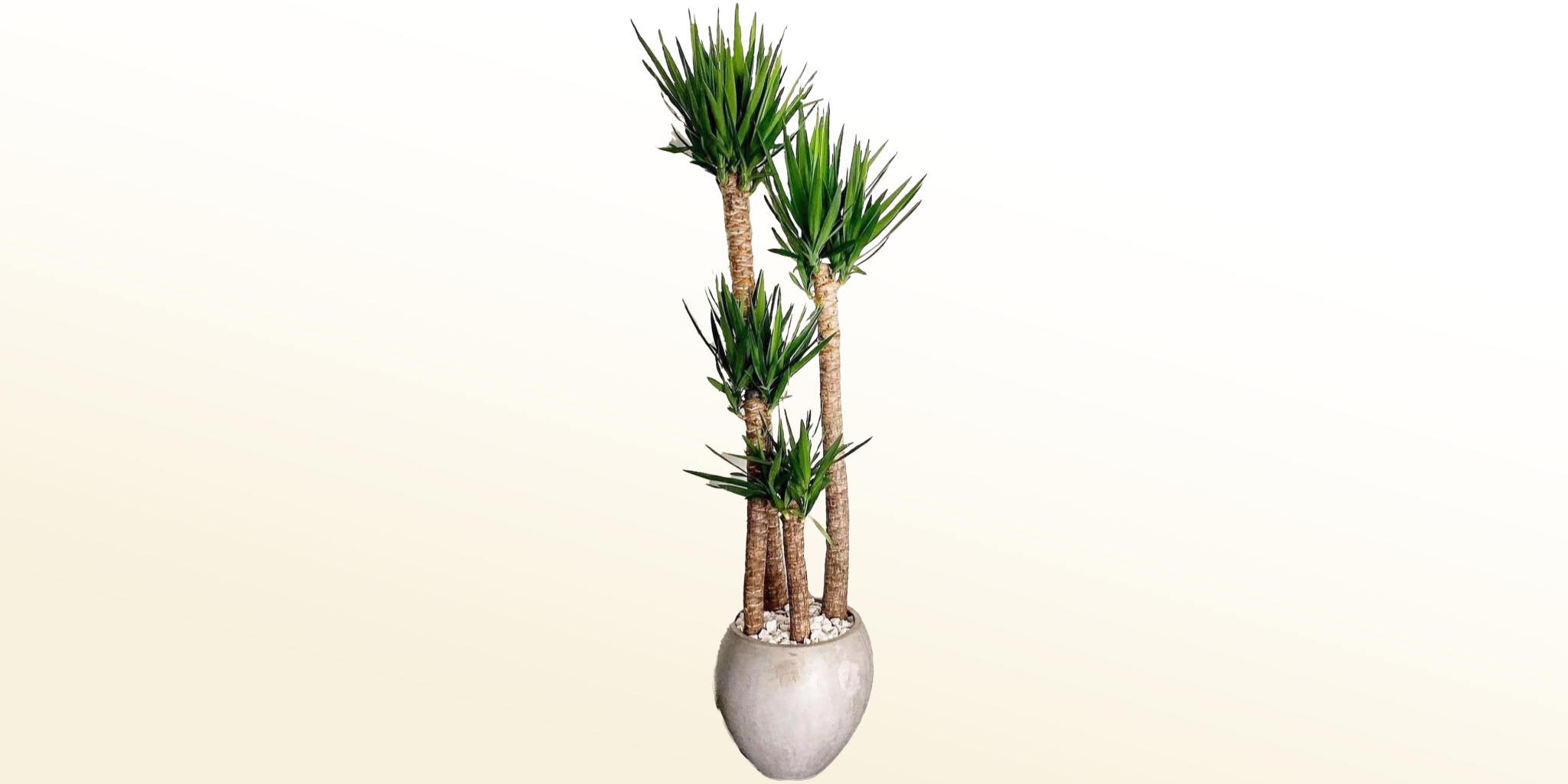 Yucca Cane: Plant Care & Propagation | Plantcarefully