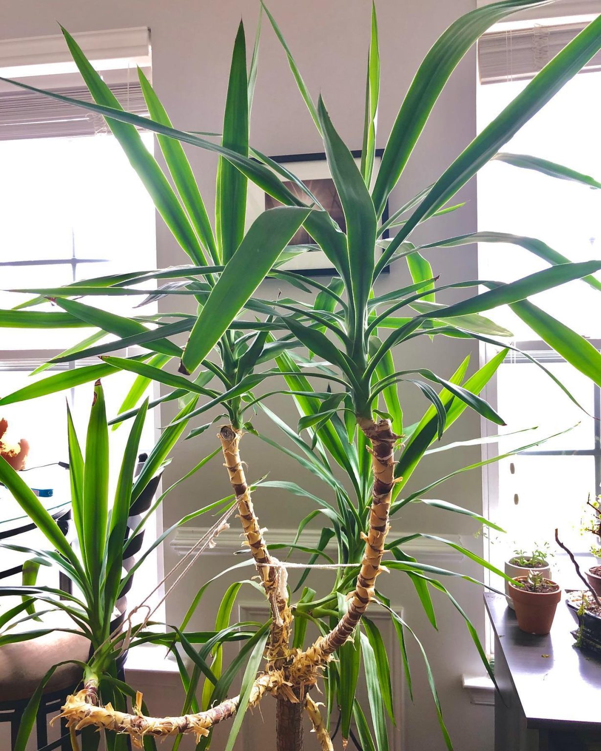 Yucca Cane: Plant Care & Propagation | Plantcarefully